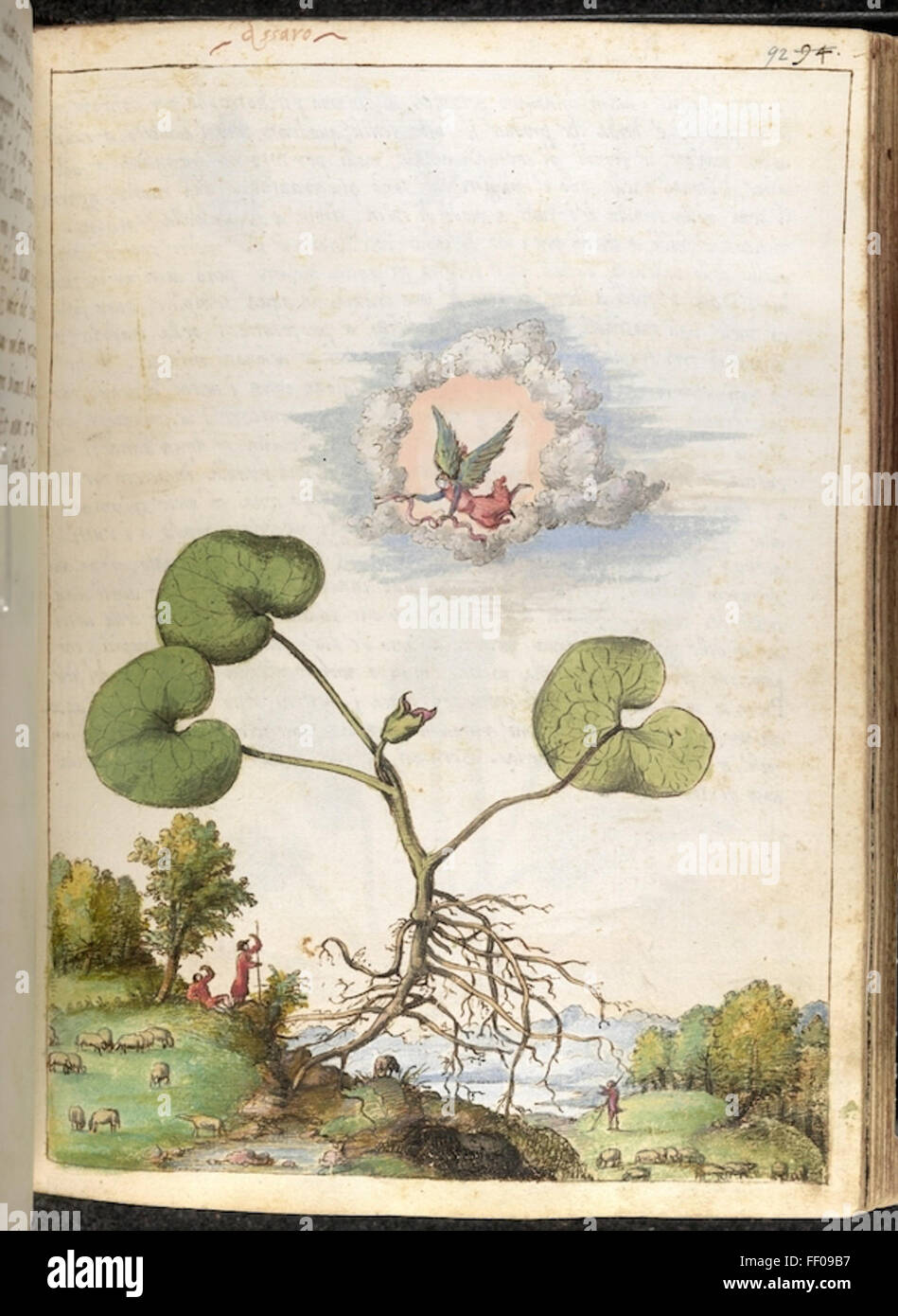 A watercolor illustration from *De Materia Medica* by Pedanius ...