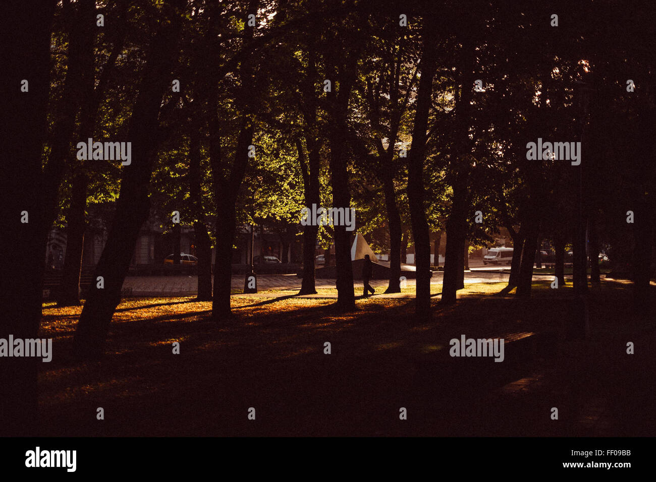 A wooded park scene with trees casting shadows, creating a serene and ...