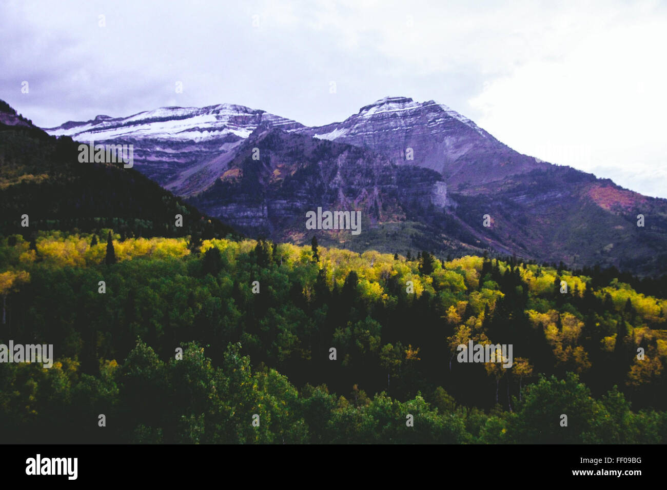 Landscape dense rugged forest hi-res stock photography and images - Alamy