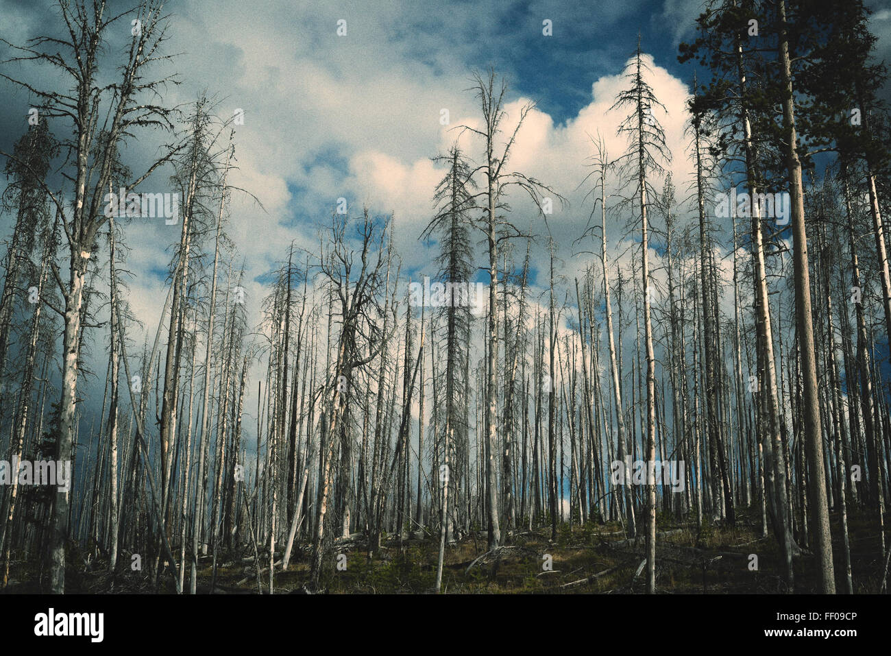 Tree trees forest woodland hi-res stock photography and images - Alamy