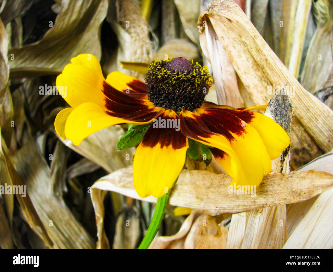 A bright open daisy with yellow petals is shown, emphasizing its ...