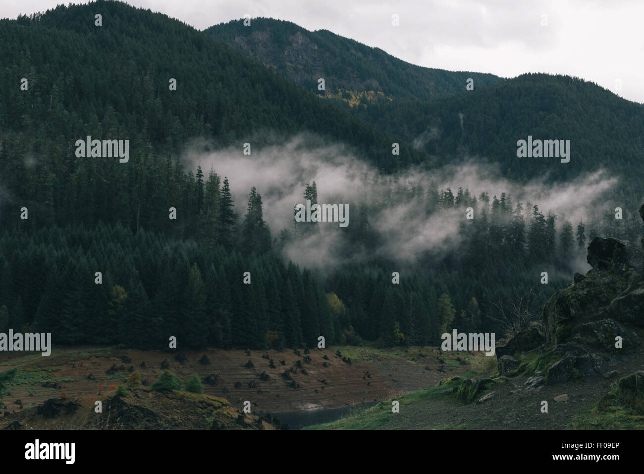 Hazy Forest Landscape Hazy Forest Landscape Stock Photo - Alamy
