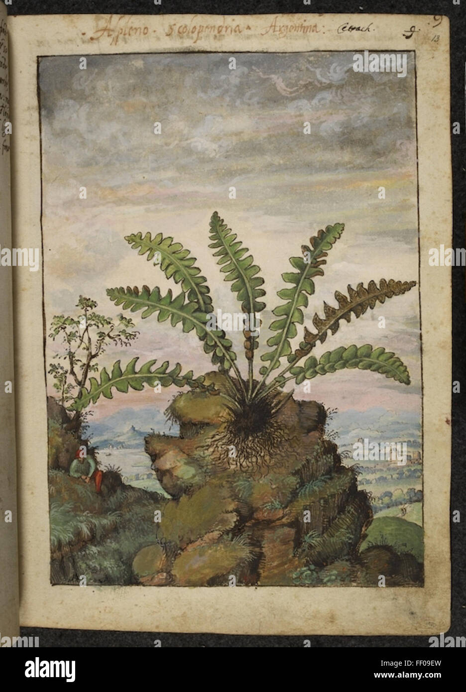 Dioscorides' de materia medica hi-res stock photography and images - Alamy