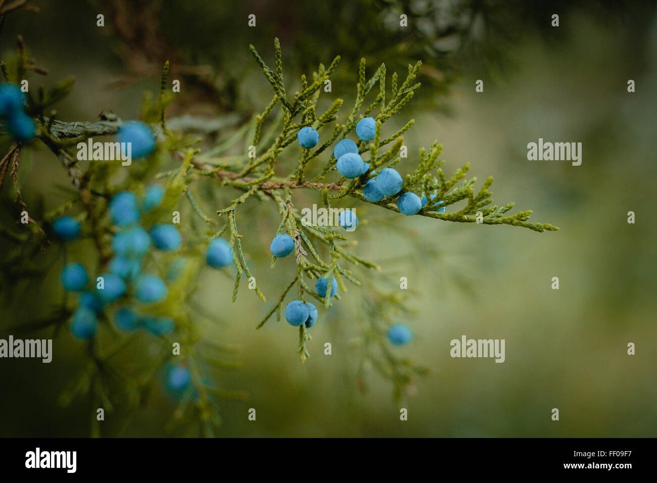 Juniper berry tree hi-res stock photography and images - Alamy