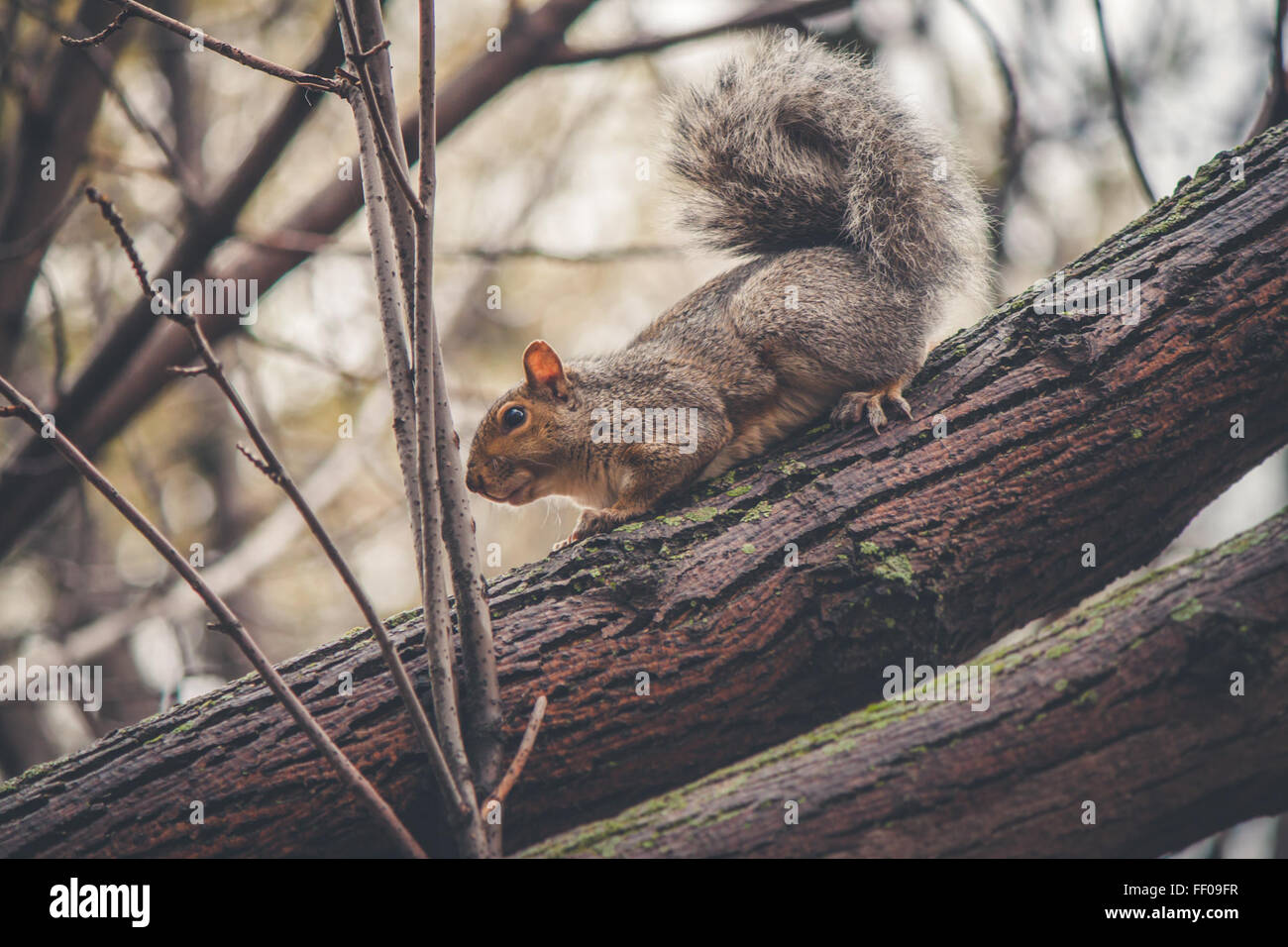 A grey squirrel perched on a tree branch, displaying its characteristic ...