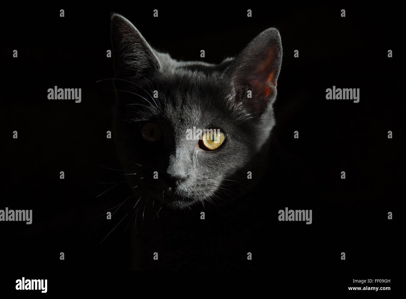 A striking image of a black cat with its fur standing out against the background. The cat's ...