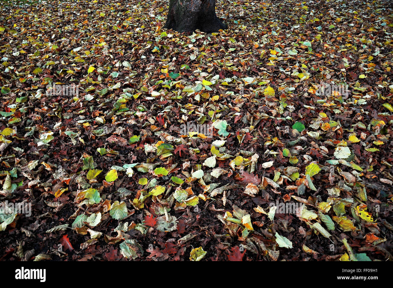 A layer of fallen leaves covers the ground, creating a rich, textured ...