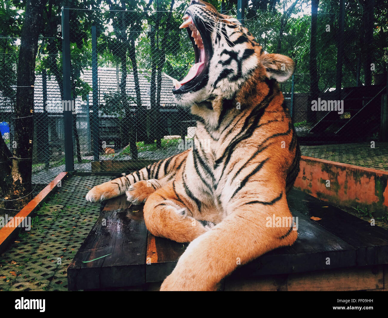 A tiger yawning at the zoo, showing its teeth and powerful jaw. The ...