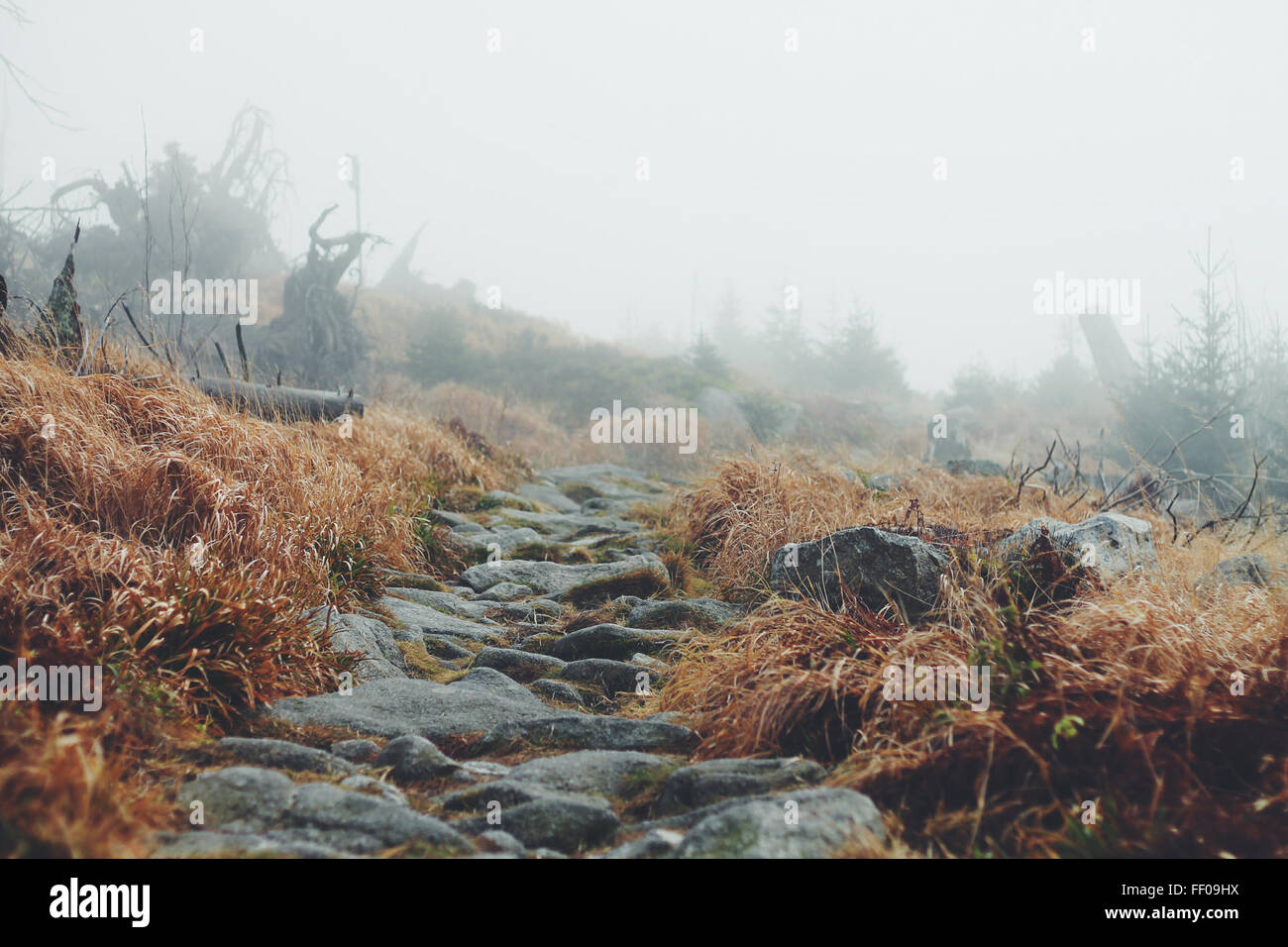 A stone path meanders through a foggy, mist-filled landscape. The soft haze blurs the view ...