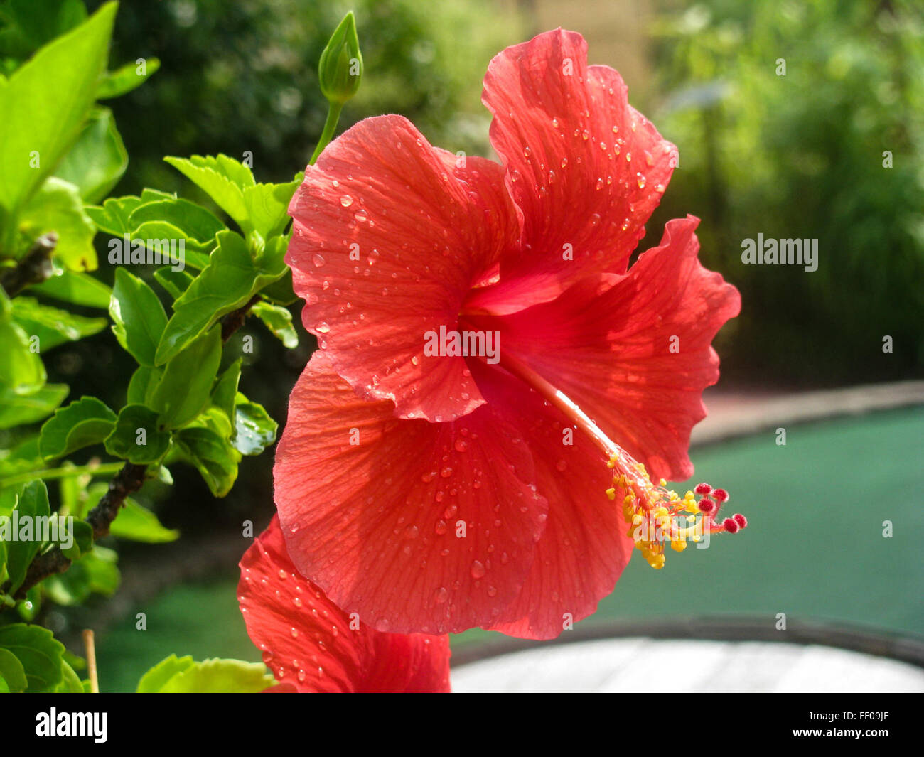 Prominent central stamen hi-res stock photography and images - Alamy