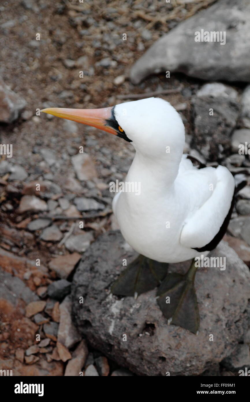 Overheard shot hi-res stock photography and images - Alamy