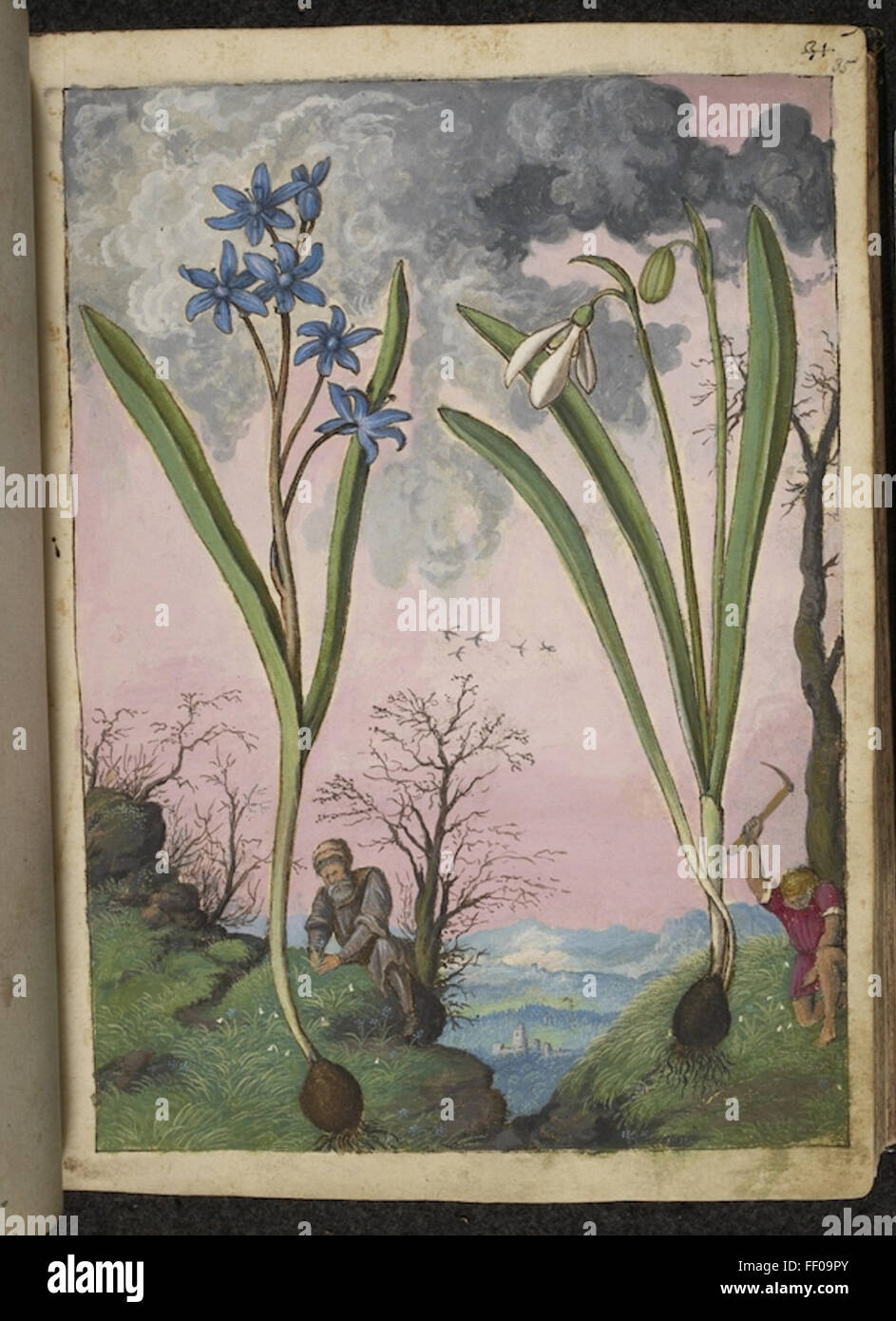 A watercolor illustration from Pedanius Dioscorides's *De Materia ...