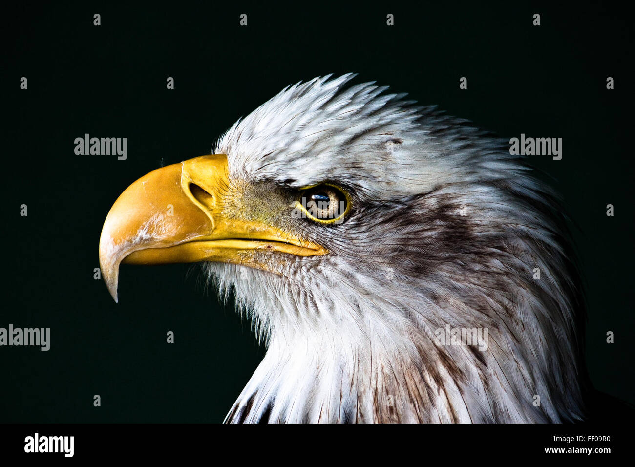 The Bald Eagle (Haliaeetus leucocephalus) is a majestic bird of prey ...