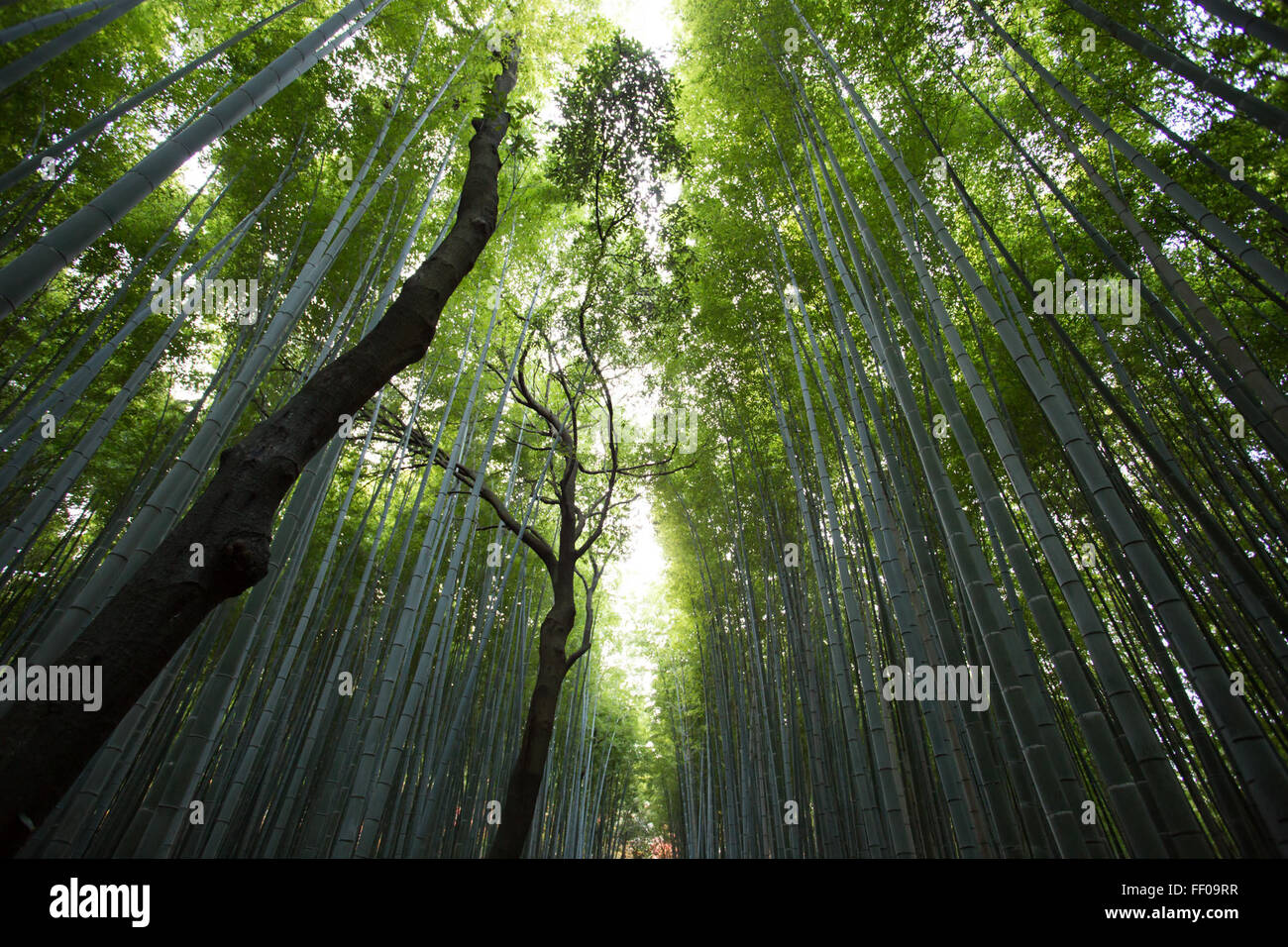 A lush bamboo forest with towering green bamboo stalks forming a ...