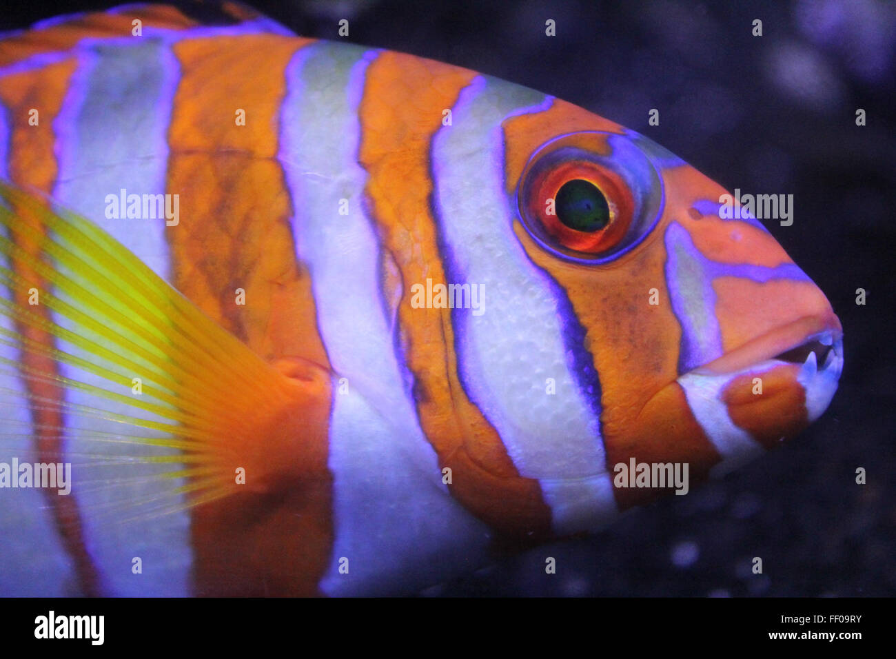 Striped Saltwater Fish