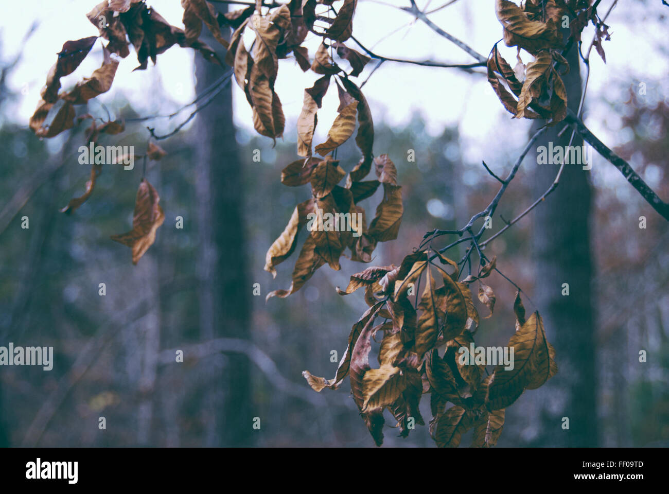 A close-up of dry leaves clinging to a slender branch. The curled and ...
