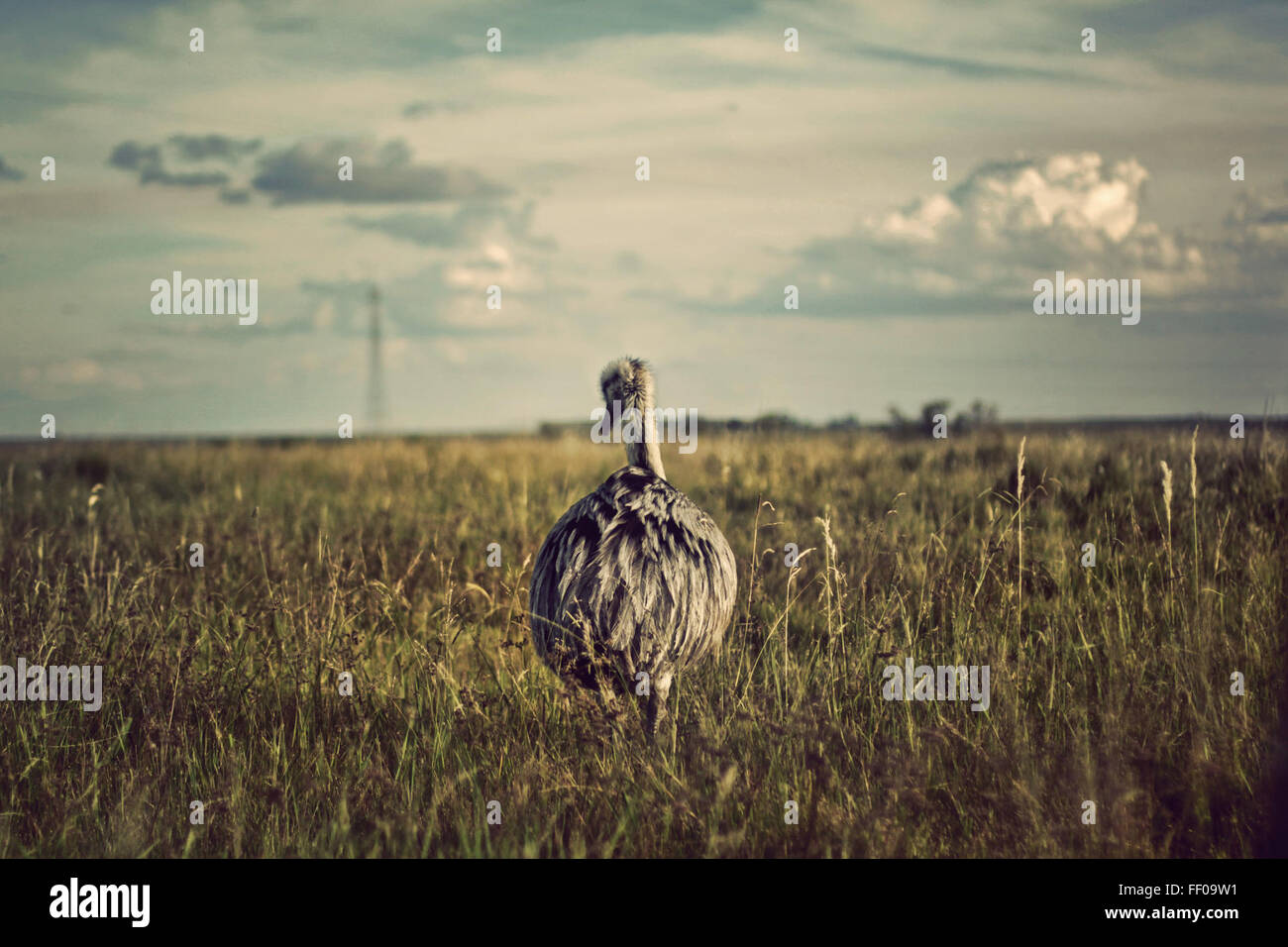 Emu presence hi-res stock photography and images - Alamy