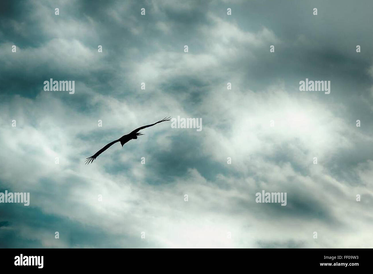 A bird gliding gracefully through the air with its wings fully extended ...