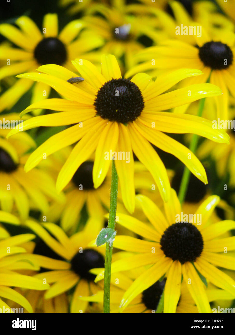 Bright yellow sunflowers from the Asteraceae family stand tall with ...