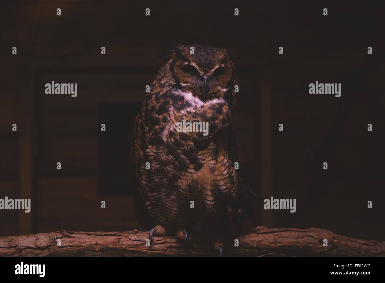 An owl perches on a branch, its claws gripping firmly as it observes ...