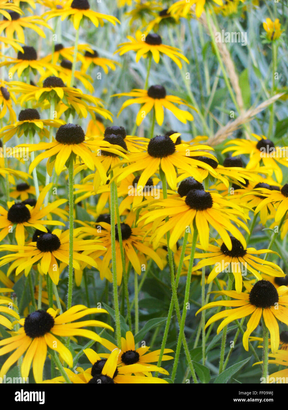 Field of Yellow Sunflowers Field of Yellow Sunflower Stock Photo - Alamy