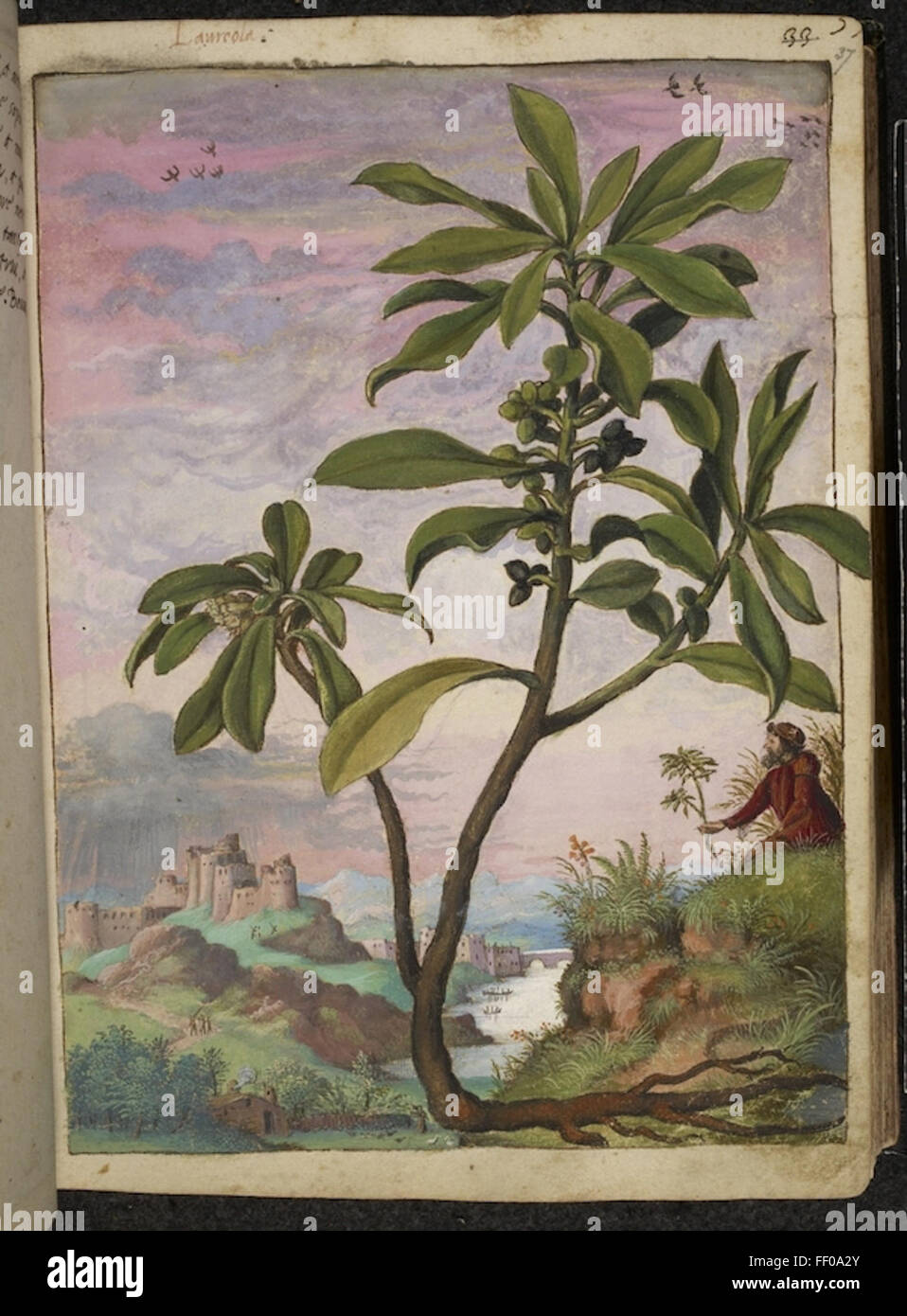 This watercolor illustration, taken from 'De Materia Medica' by ...