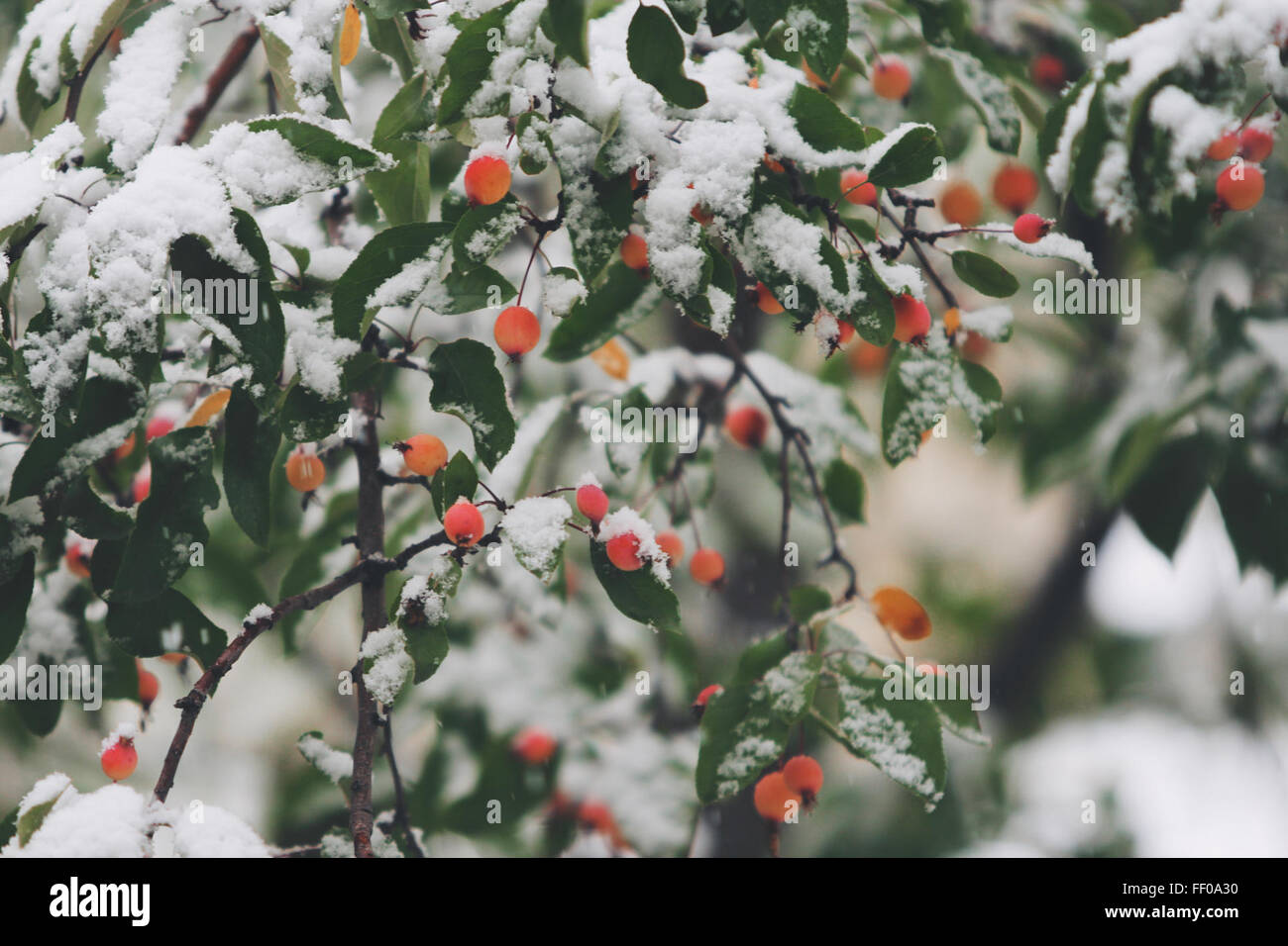 Fruit-covered branches on a tree during winter, with snow covering the ...