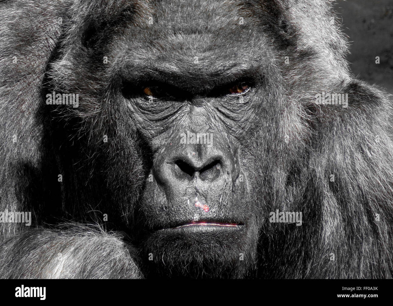 A portrait of a gorilla, capturing the features of its face and ...