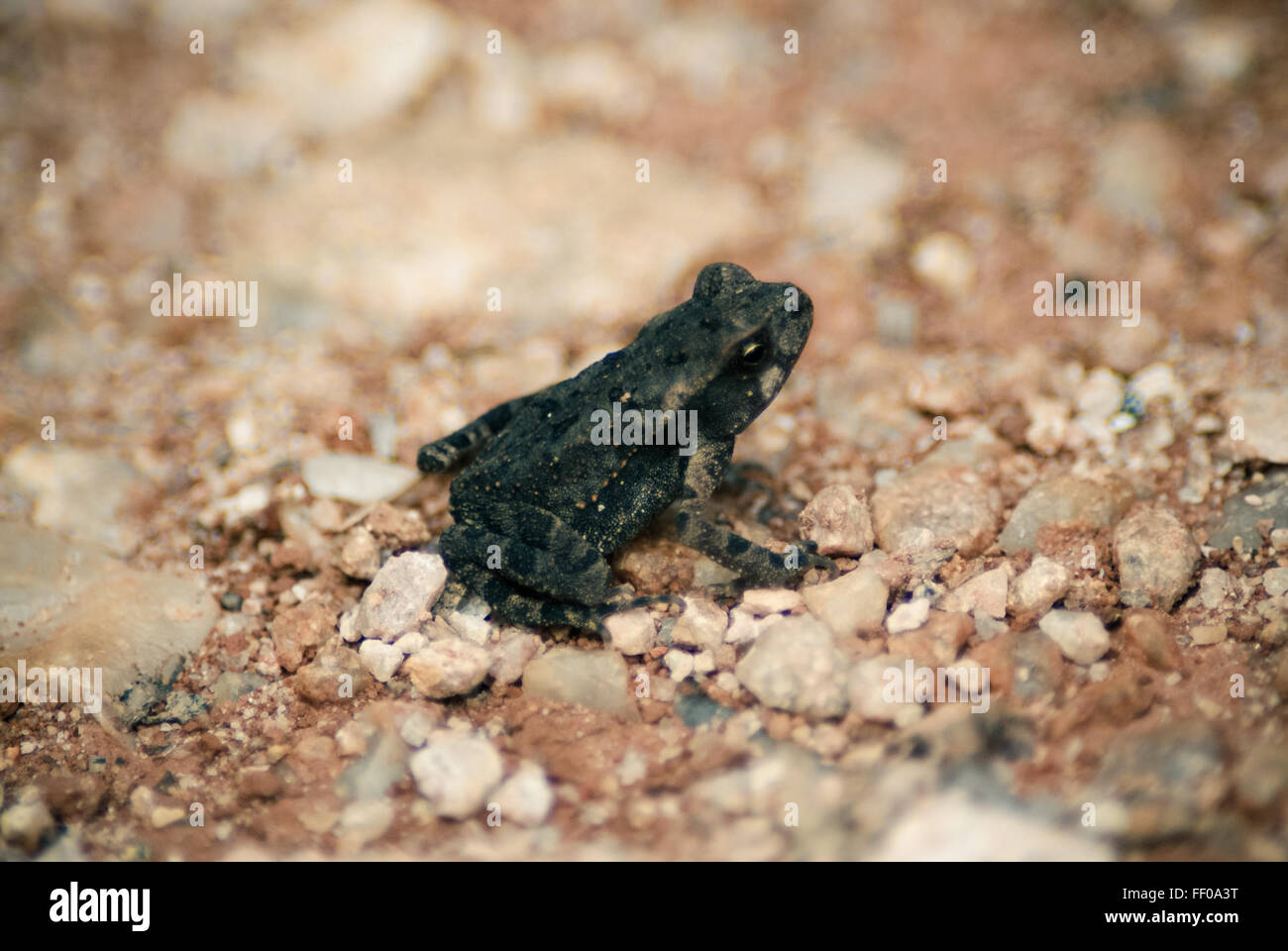 An Anura frog, possibly a toad, is depicted in sharp focus, showcasing ...