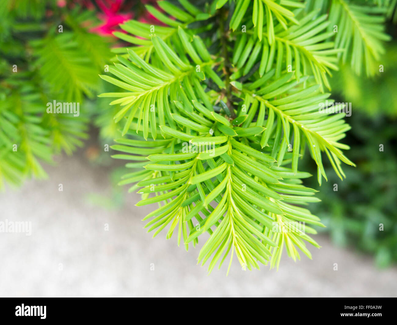 Bright green leaves on a plant, showcasing their vivid color and ...
