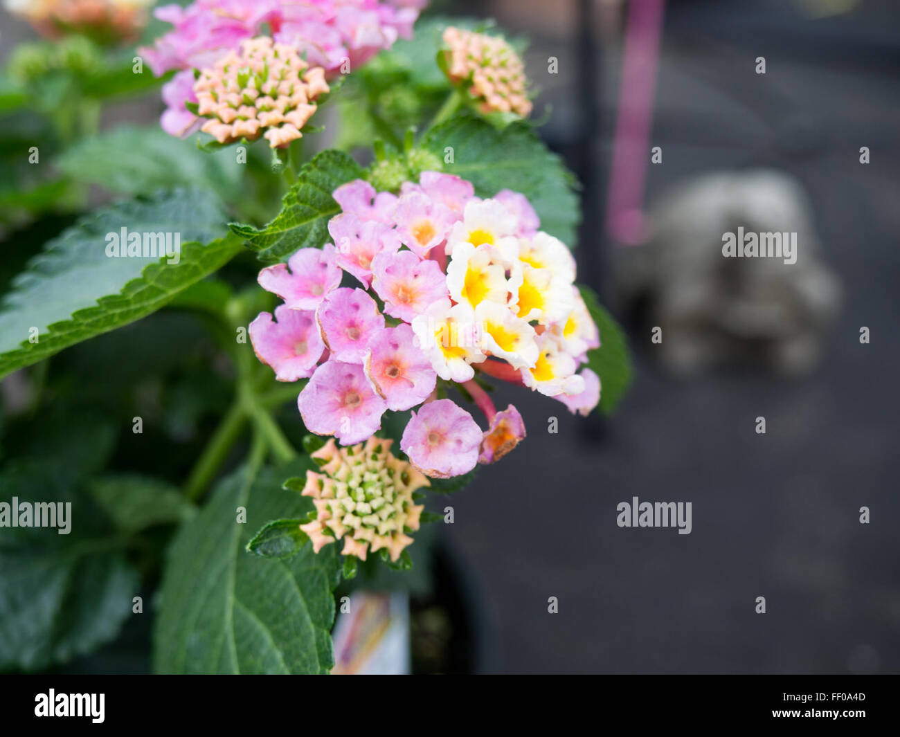 A detailed drawing by Gustav Klimt, featuring his characteristic use of ...