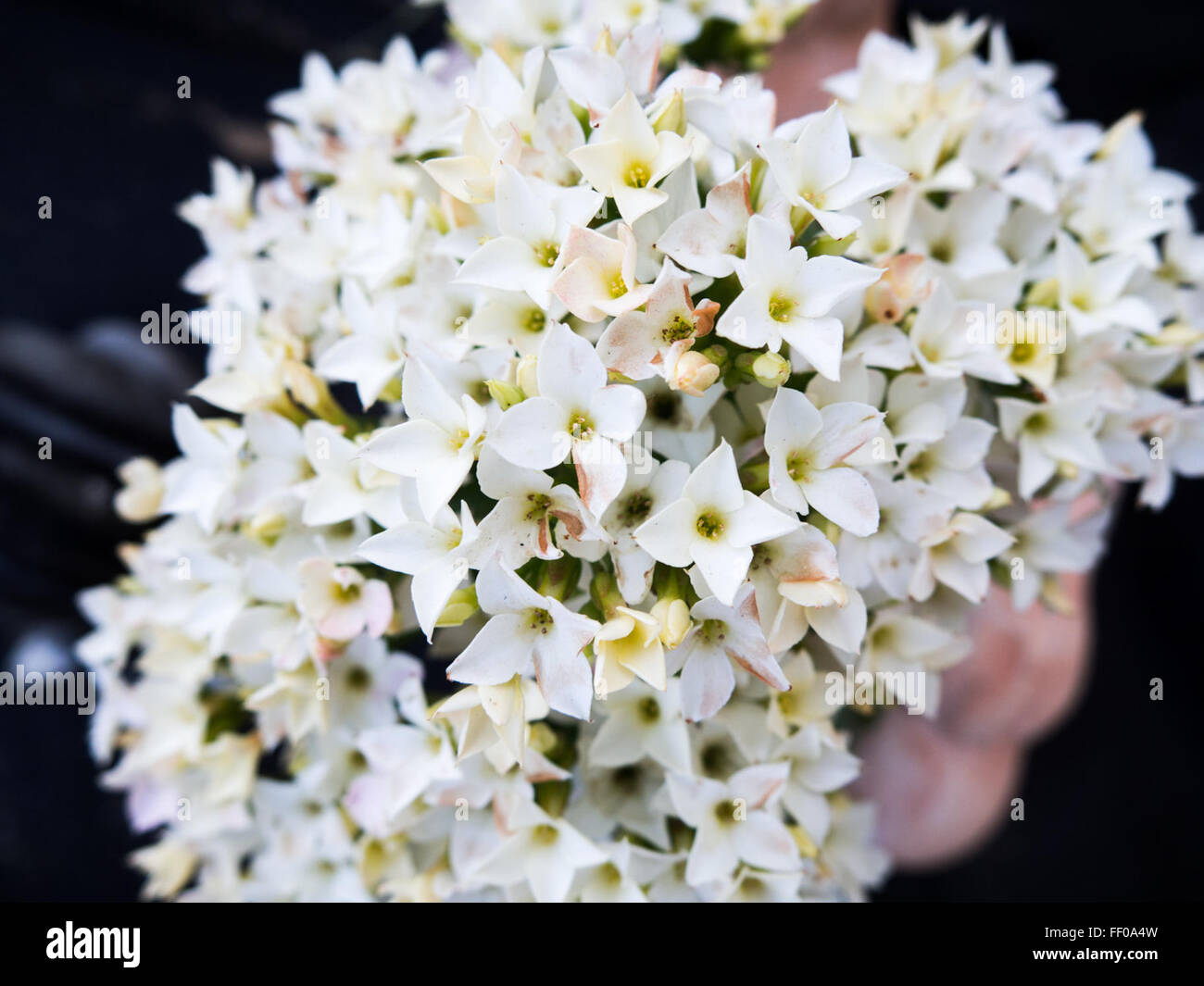 A bunch of small white flowers with delicate petals and visible stamen ...