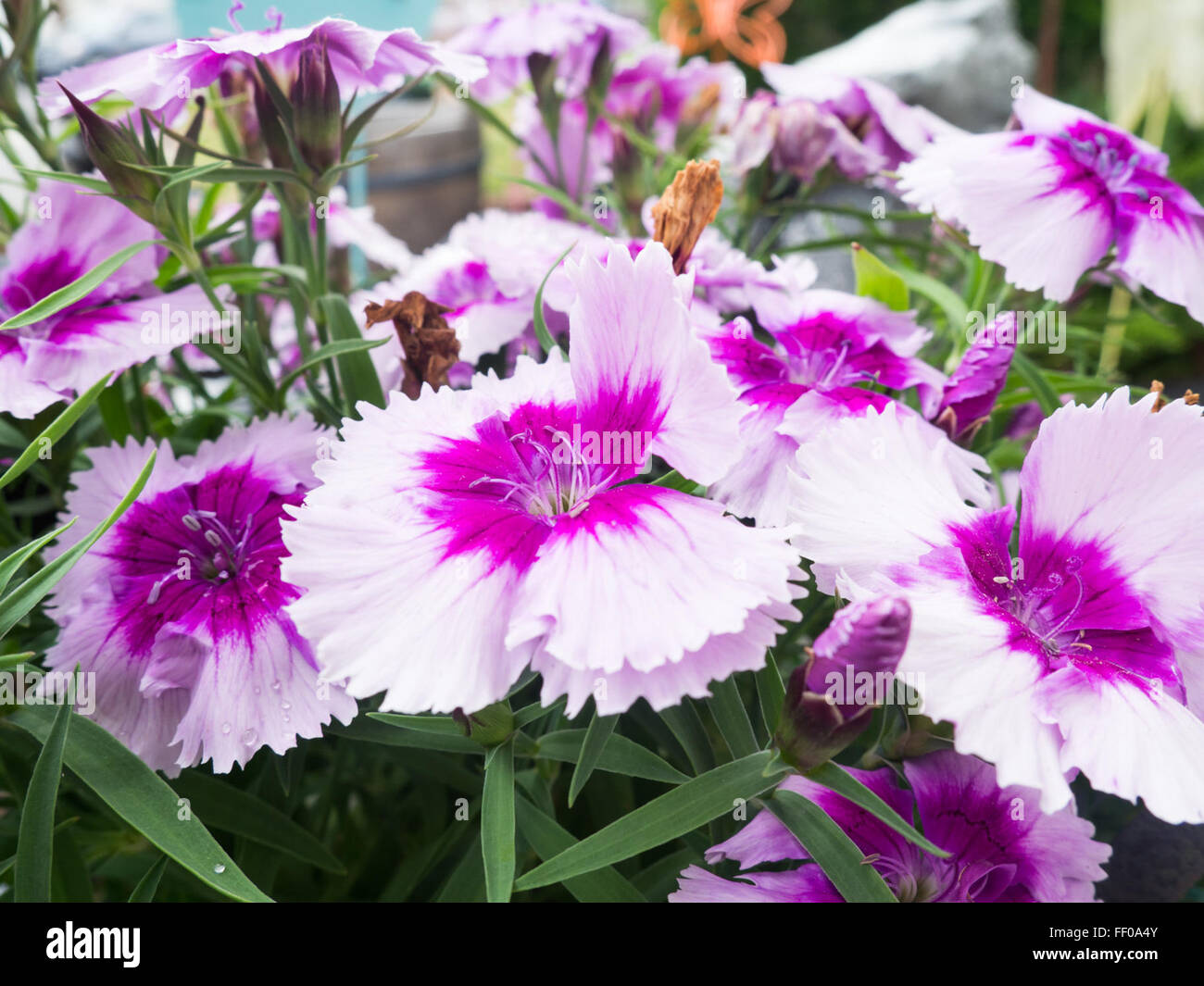 Group of lavender flowers hi-res stock photography and images - Alamy