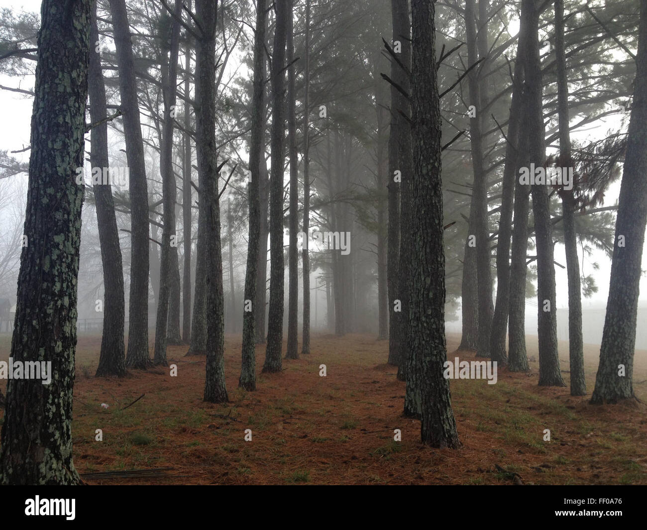 Neatly aligned rows of trees stand amidst a dense forest, creating a ...