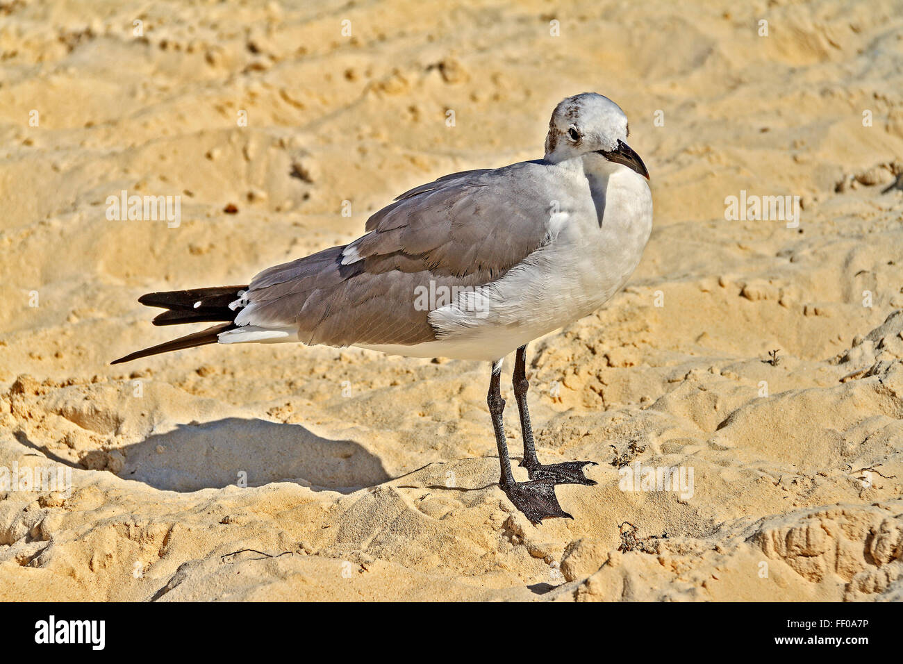 Seagull on sea beach sand hi-res stock photography and images - Alamy