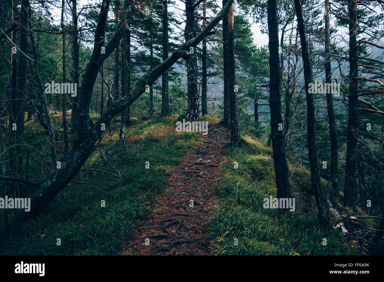 A scenic forest trail winds through the mountainside, surrounded by ...