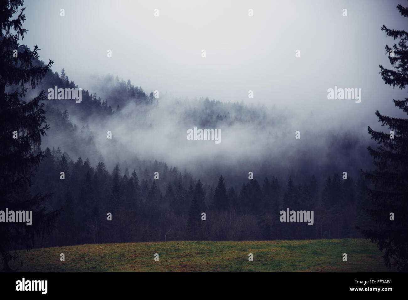 Fog Over a Forest Fog Over a Forest Stock Photo - Alamy