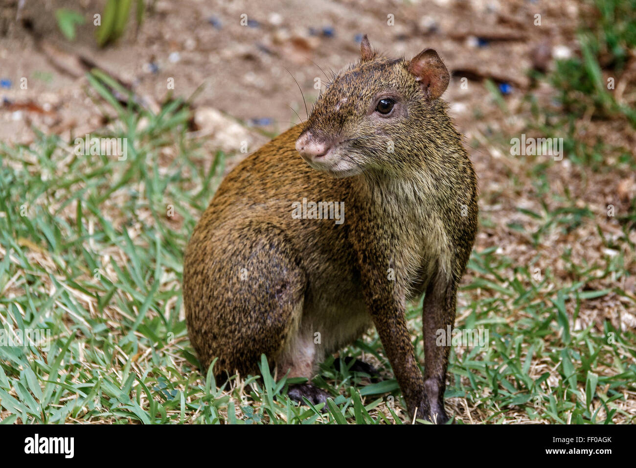 Common Agouti Mexico Stock Photo - Alamy