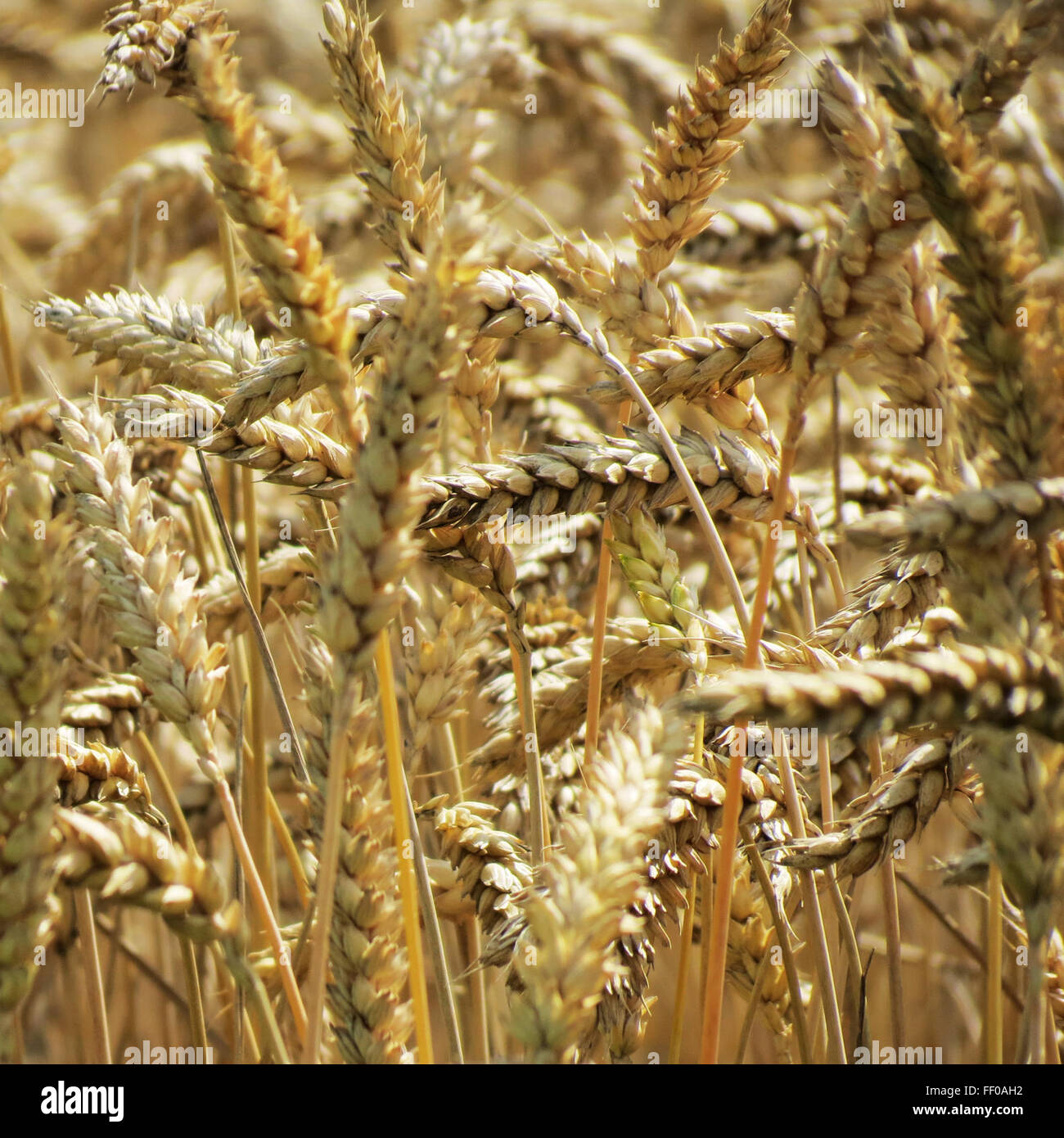 Grass showing texture hi-res stock photography and images - Alamy