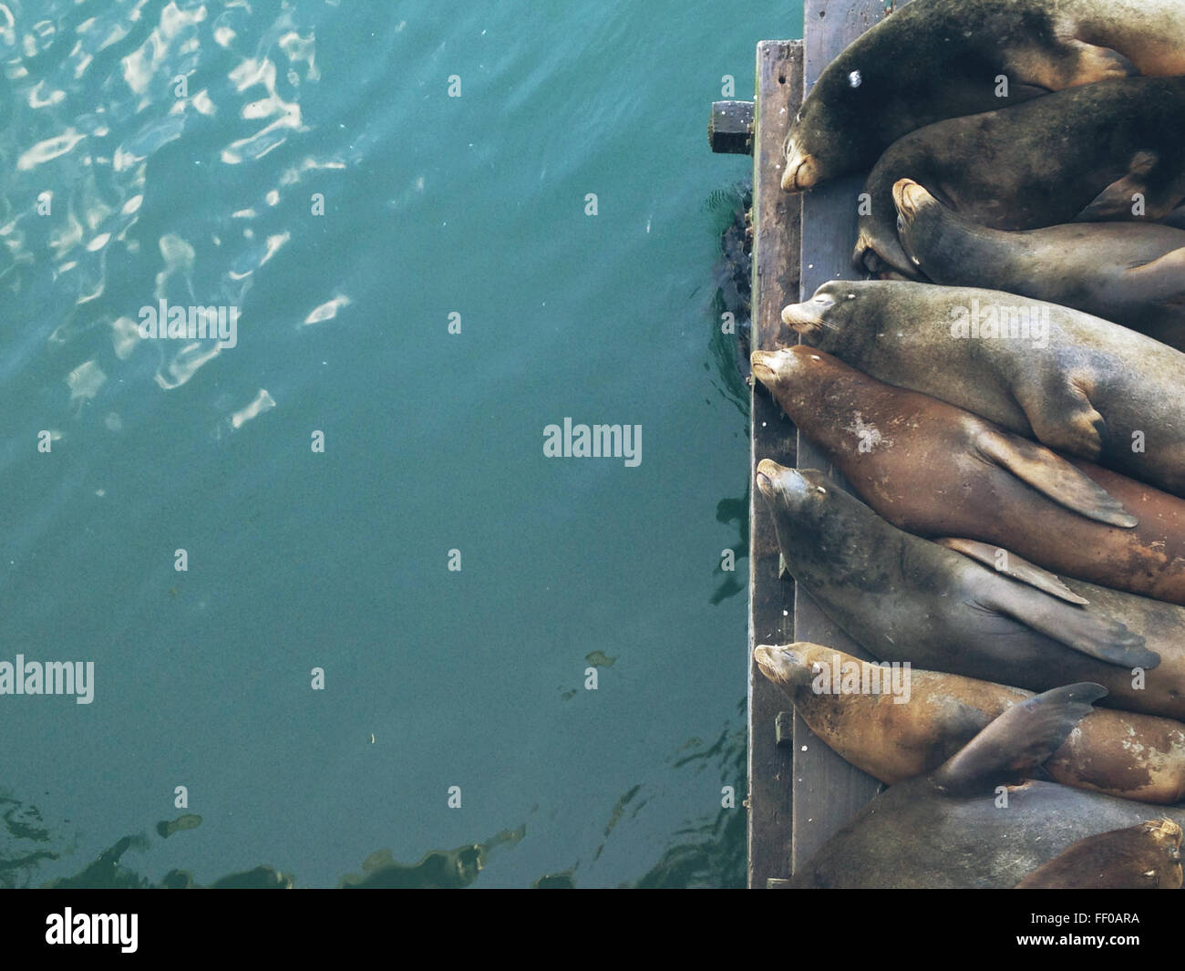 A group of walruses resting on a wooden pier, their large bodies ...