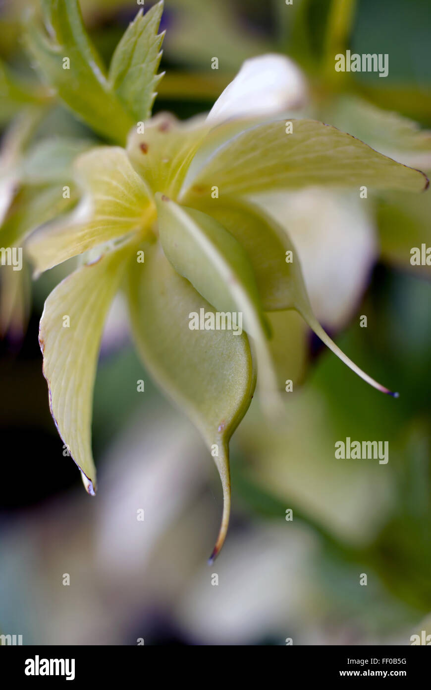 Poisonous plant / Helleborus odorus / Hellebore Stock Photo - Alamy