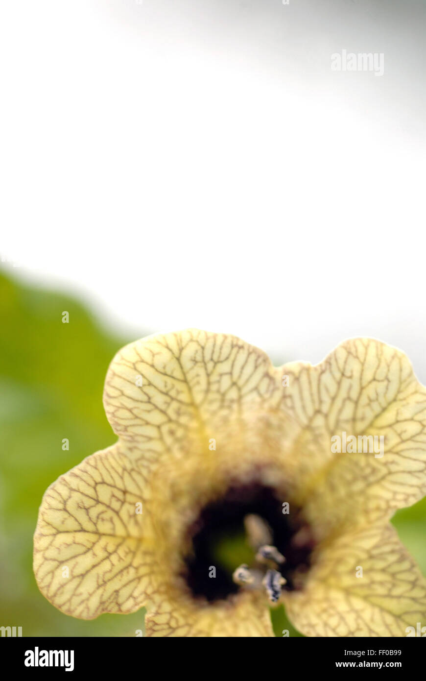 Poisonous plant / Hyoscyamus niger / black henbane Stock Photo - Alamy