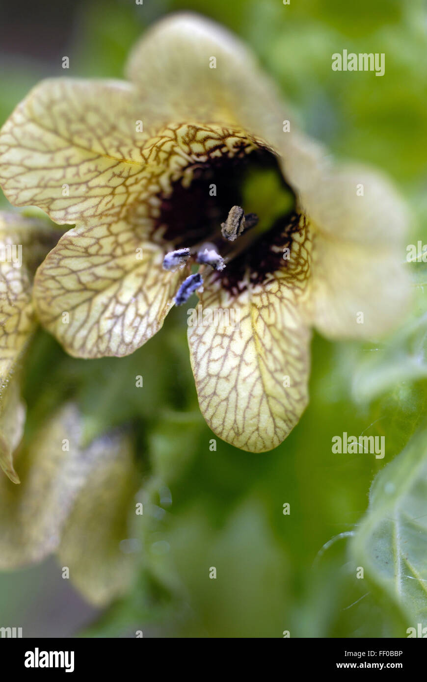 Poisonous plant / Hyoscyamus niger / black henbane Stock Photo - Alamy
