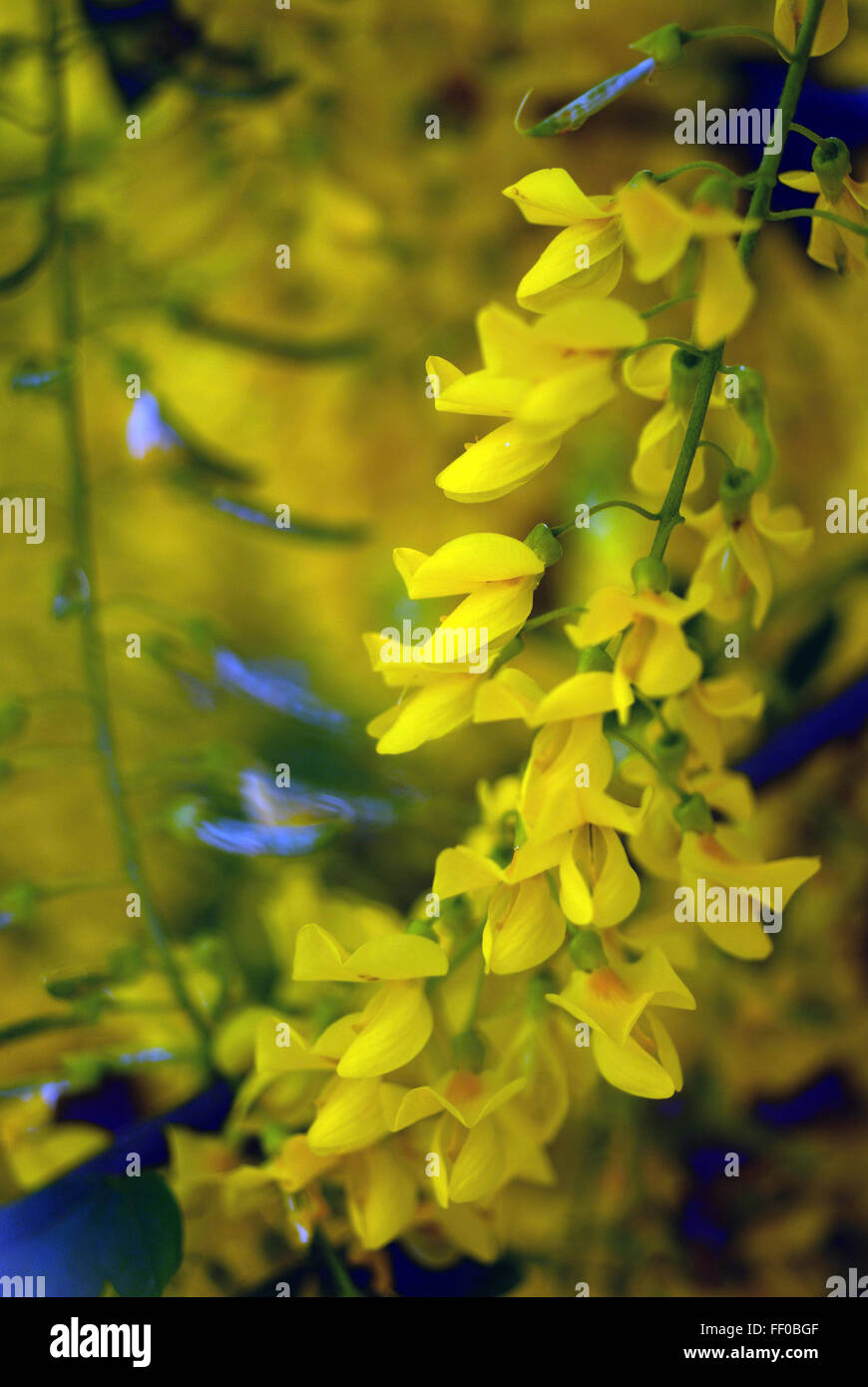 Poisonous plant / Laburnum anagyroides Stock Photo - Alamy