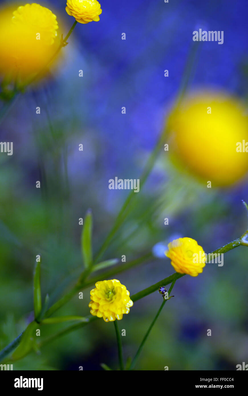 Poisonous plant /Ranunculus acris / meadow buttercup Stock Photo - Alamy