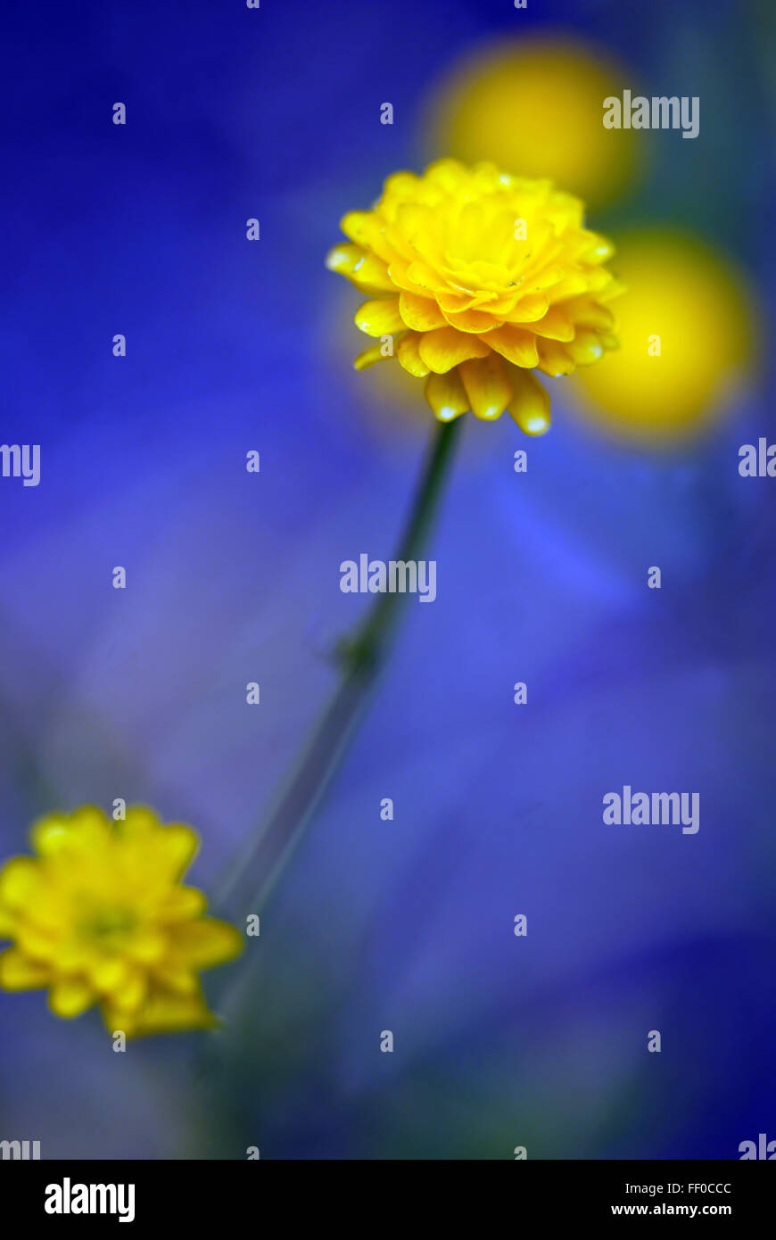 Poisonous plant /Ranunculus acris / meadow buttercup Stock Photo - Alamy