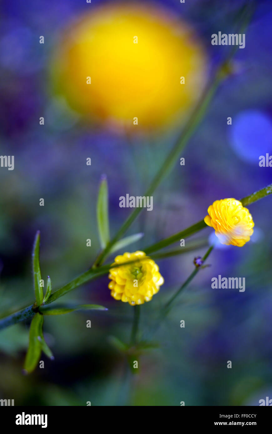 Ranunculus acris garden hi-res stock photography and images - Alamy