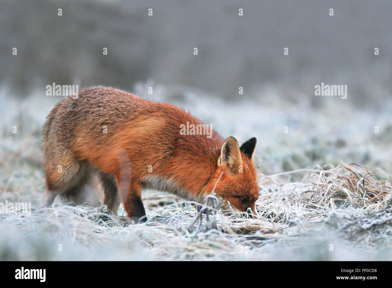 Red fox, searching for food on a frost covered field Stock Photo - Alamy