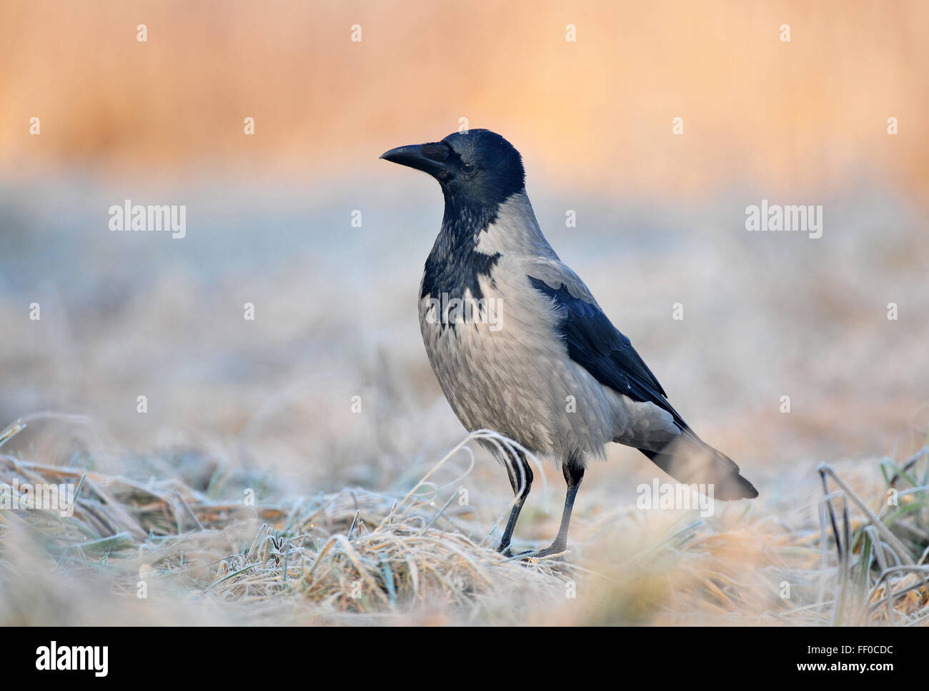 Hooded crow standing in a field Stock Photo - Alamy