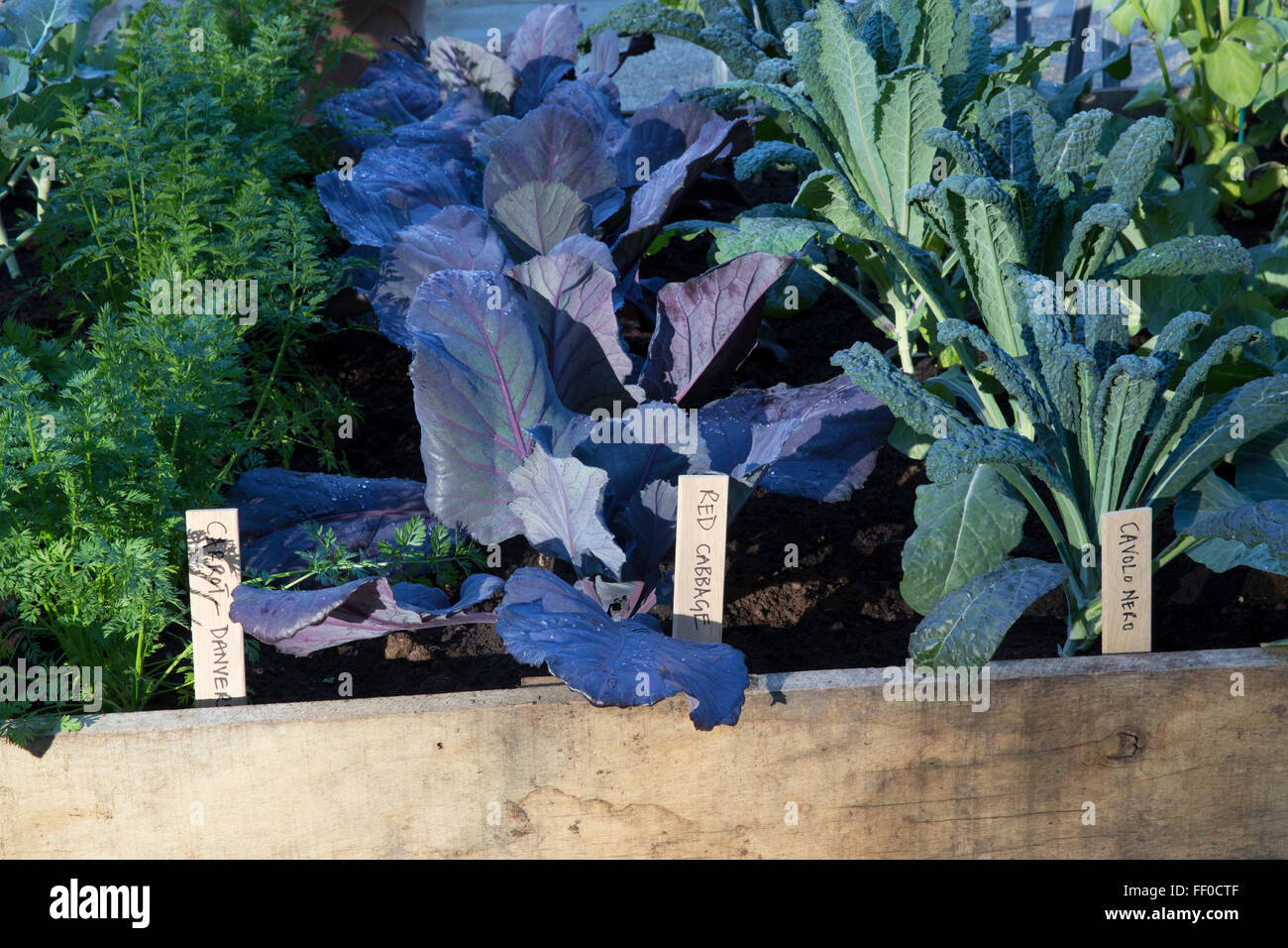 Red cabbage garden bed hi-res stock photography and images - Alamy